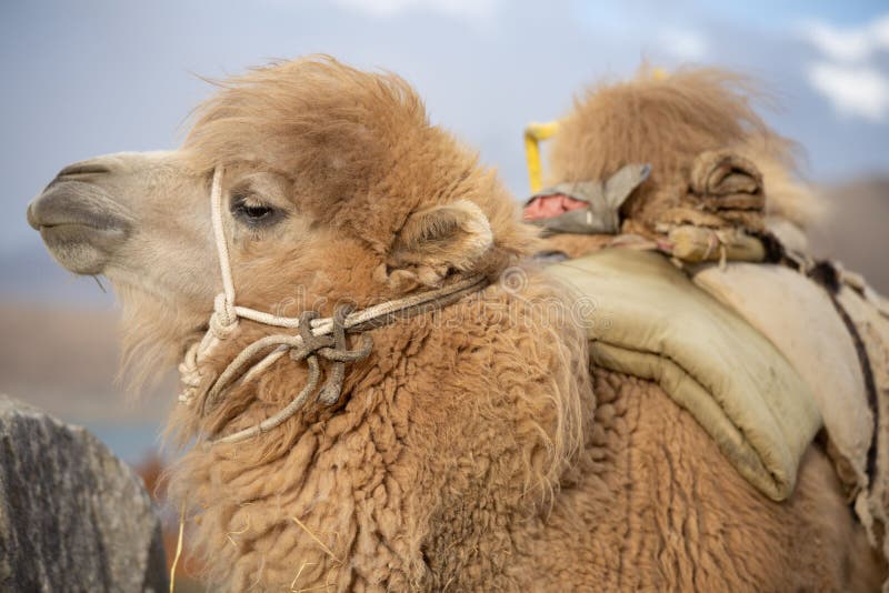 Furry Brown Camel on the Desert Stock Image - Image of africa, east ...