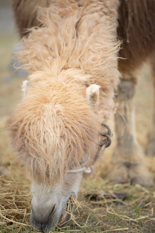 Furry Brown Camel Eating Grasses on the Desert Stock Photo - Image of ...