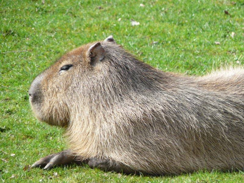 Brown Capybara Hair Texture Background Stock Photo - Image of closeup ...