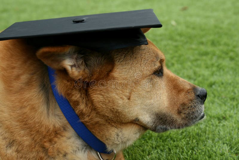 Furry Brown Dog Wearing Graduation Cap Stock Photo - Image of canine ...