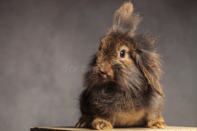 Furry Brown Lion Head Rabbit Bunny Sitting Stock Photo - Image of ...