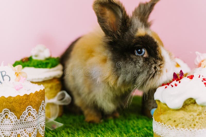 A Furry Brown Little Rabbit on a Background of Grass and a Pastel Pink ...