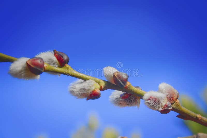 Furry buds of pussy-willow stock photo. Image of outdoors - 115622232