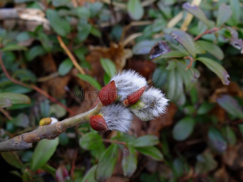 Furry Buds on a Thin Branch of a Plant Stock Image - Image of forest ...