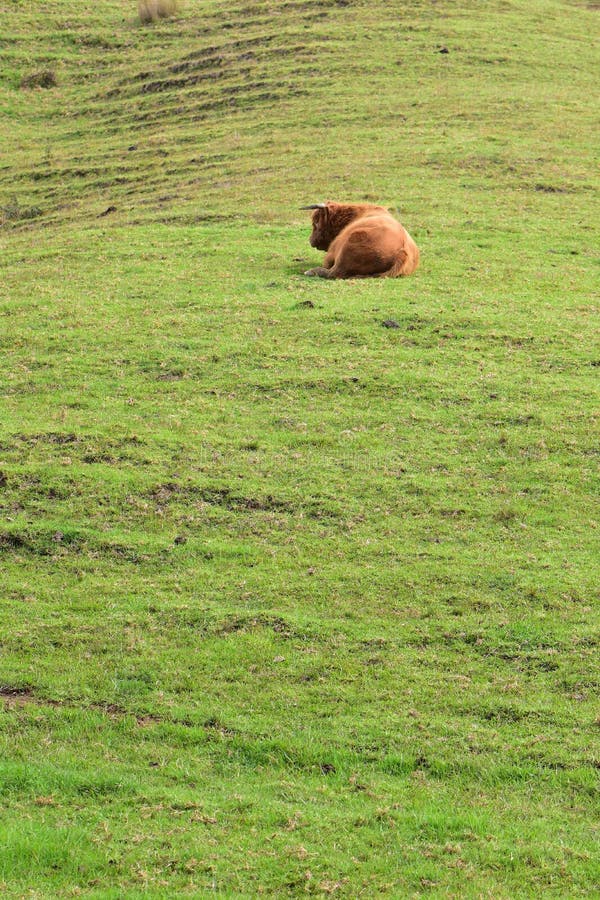 Furry Bull Resting on Slope Stock Photo - Image of large, soil: 214260700
