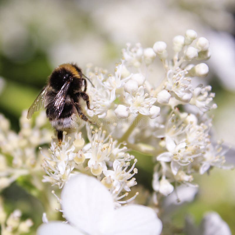 Furry bumblebee stock image. Image of life, wild, wildlife - 63687529