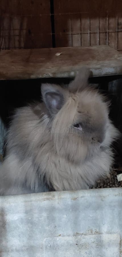 Furry Bunny Rabbit stock photo. Image of white, textile - 220566646