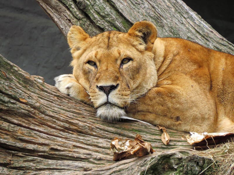 Furry Calm Lioness Lying on Tree and Looking. Stock Image - Image of ...