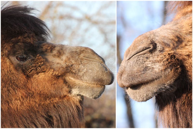 Furry camel stock image. Image of fauna, wildlife, zoology - 39451741