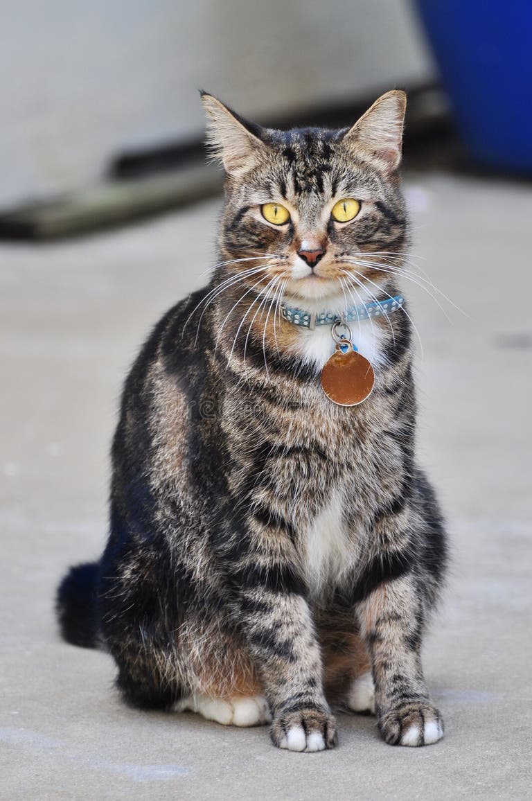 4,198 Short Furry Ears Stock Photos - Free & Royalty-Free Stock Photos ...