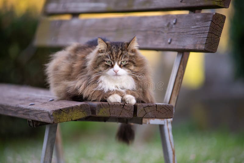 Furry Cat Lying on a Park Bench Stock Image - Image of funny, cute ...