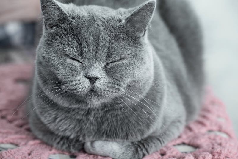 235 Cat Closing Eyes Stock Photos - Free & Royalty-Free Stock Photos ...