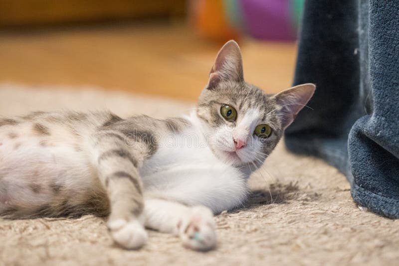 Furry Cat Pet Lying on the Floor Stock Image - Image of adorable ...