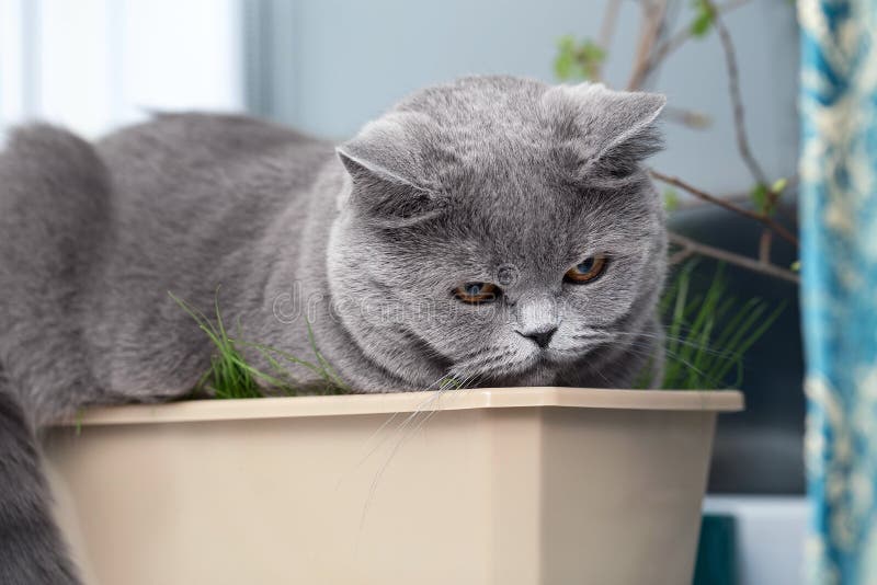 173 Lowered Cat Stock Photos - Free & Royalty-Free Stock Photos from ...