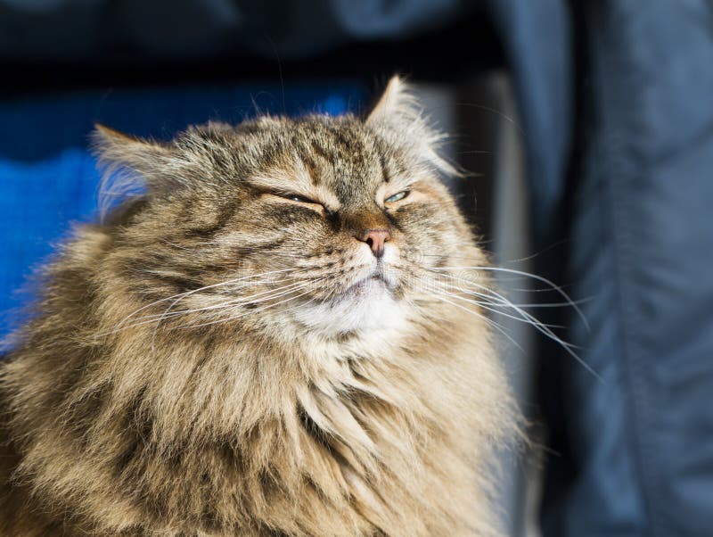 Furry Cat of Siberian Breed, Brown Mackerel Version Stock Photo - Image ...