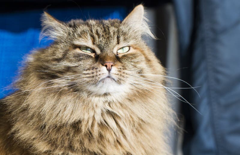 Furry Cat of Siberian Breed, Brown Mackerel Version Stock Photo - Image ...
