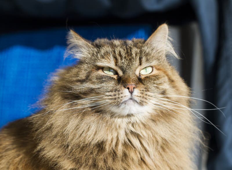 Furry Cat of Siberian Breed, Brown Mackerel Version Stock Photo - Image ...
