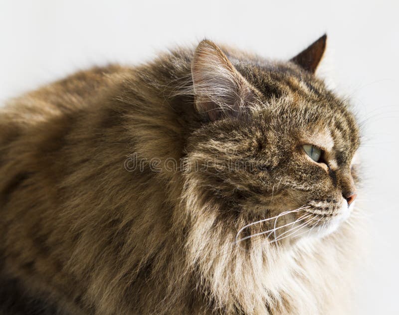 Furry Cat of Siberian Breed, Brown Mackerel Version Stock Image - Image ...