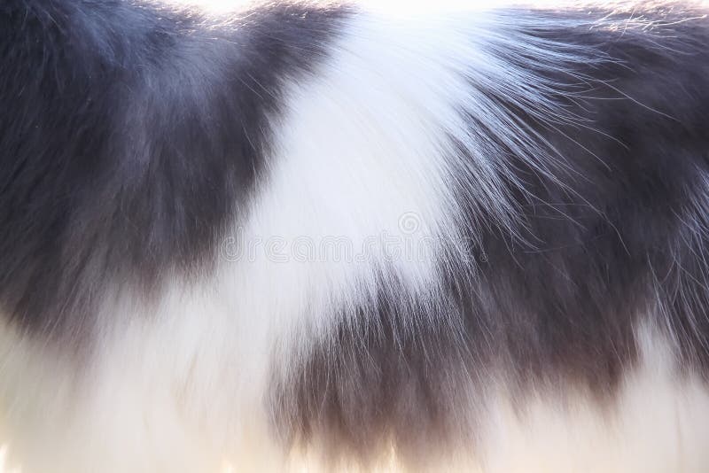 Furry Cat Soft Smooth Texture Abstract White and Black Patterns for ...