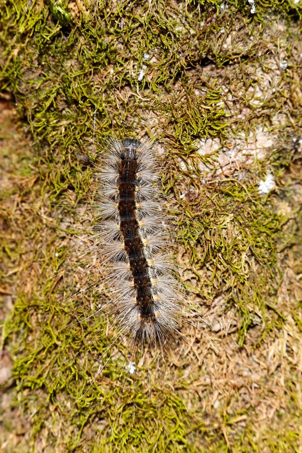 Hairy Caterpillar Centipede on a Leaf. Stock Photo - Image of gadget ...