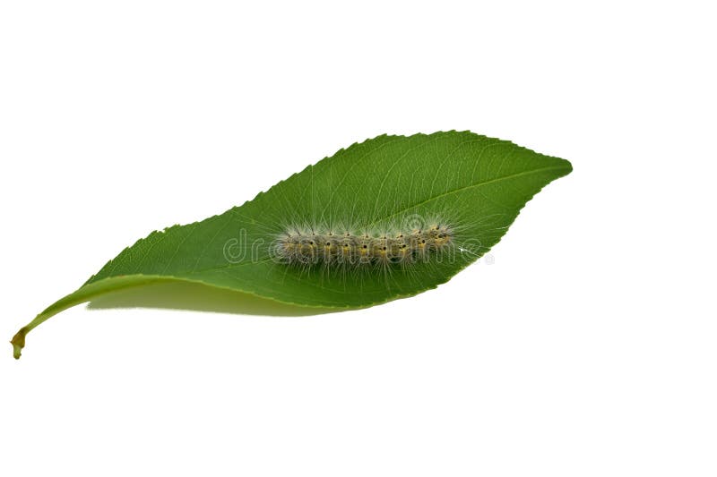 A Furry Caterpillar of a White Butterfly. Stock Photo - Image of ...