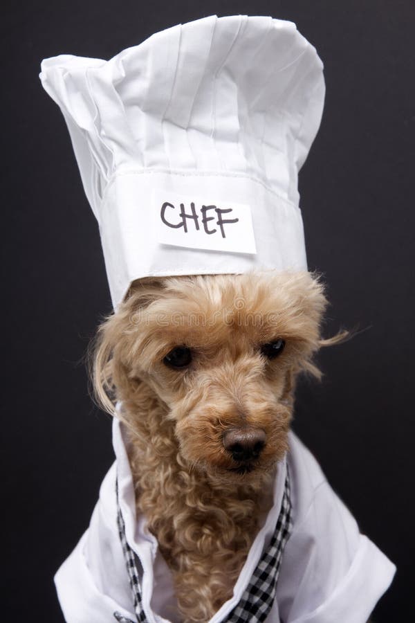 Chefs Outfit Stock Photos - Free & Royalty-Free Stock Photos from ...