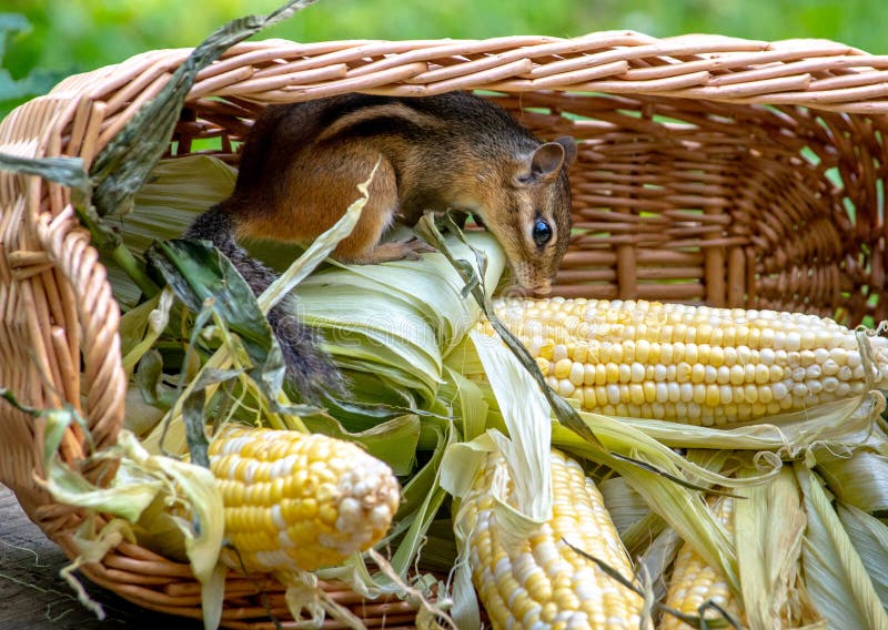 Furry Chipmunk Discovers Sweet Corn Stock Photo - Image of scavengers ...