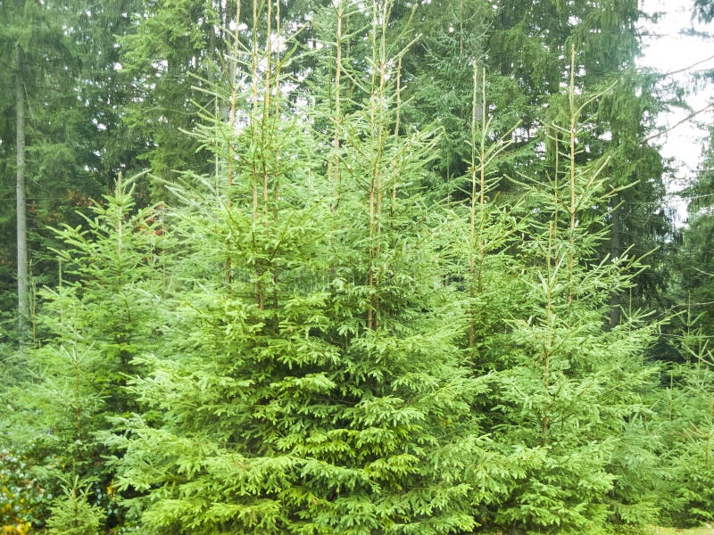 Furry Christmas tree. stock image. Image of food, layout - 105446697