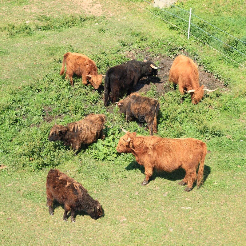 Furry cows and bulls stock photo. Image of animal, nature - 58031330