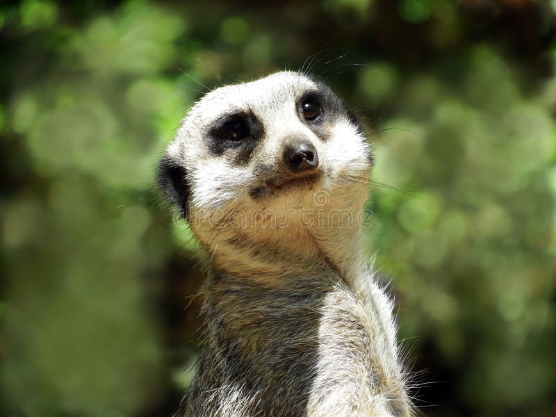 Furry Creature Under the Sun Stock Image - Image of suricatta, sunlight ...