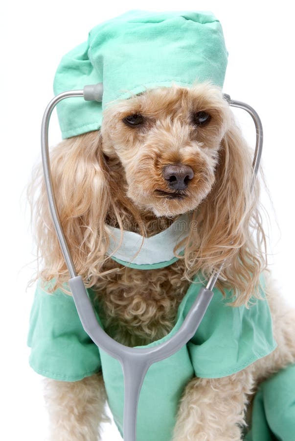 Veterinary care stock photo. Image of doctor, medicine - 12312808
