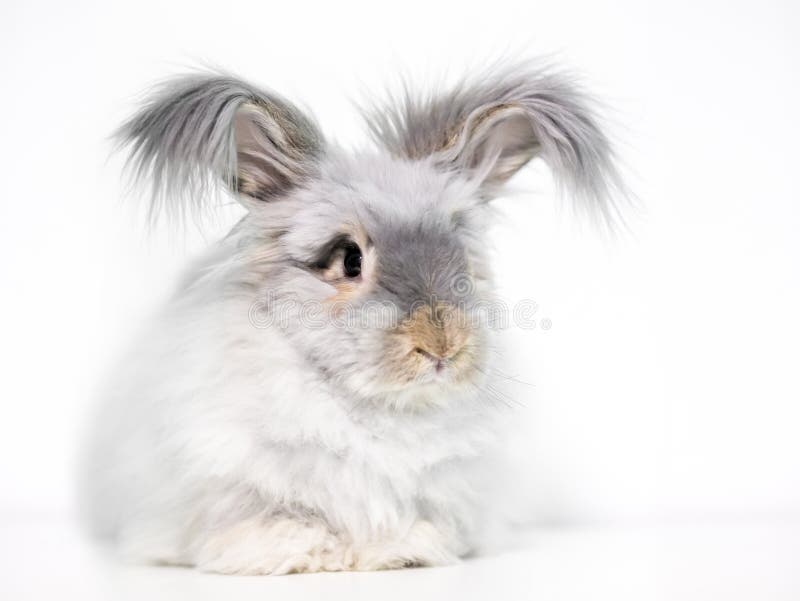 A Furry English Angora Rabbit Stock Image - Image of fluffy, wooly ...