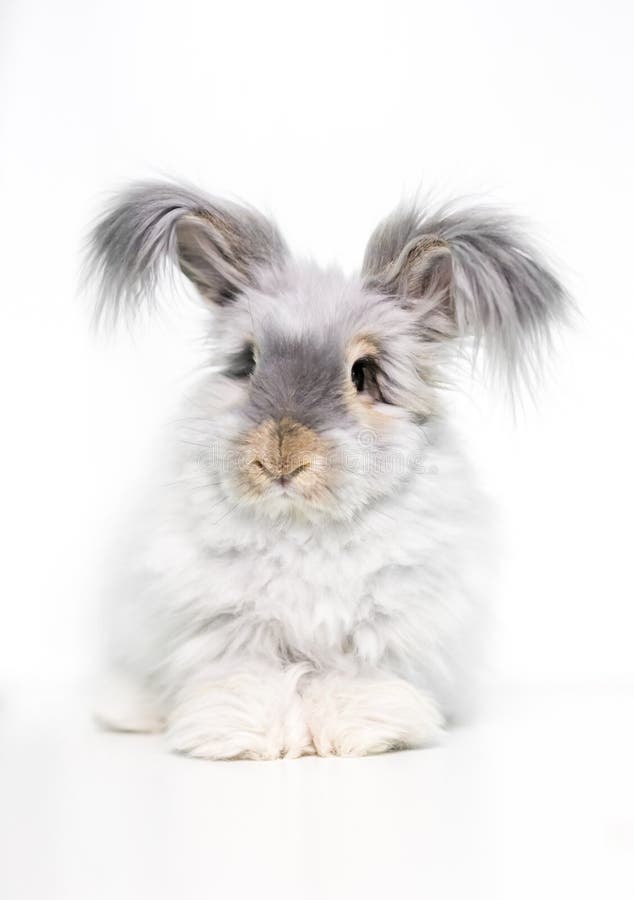 A Furry English Angora Rabbit Stock Image - Image of fluffy, wooly ...