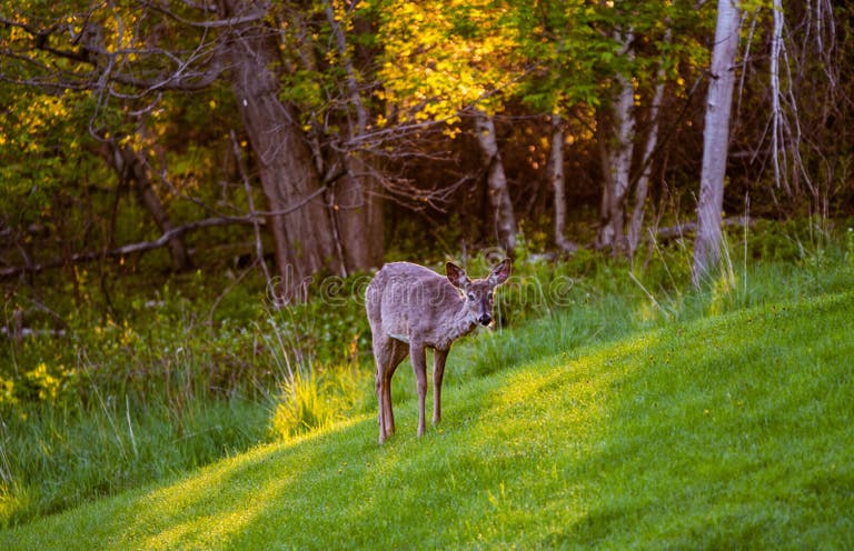 135 Feer Video Stock Photos - Free & Royalty-Free Stock Photos from ...