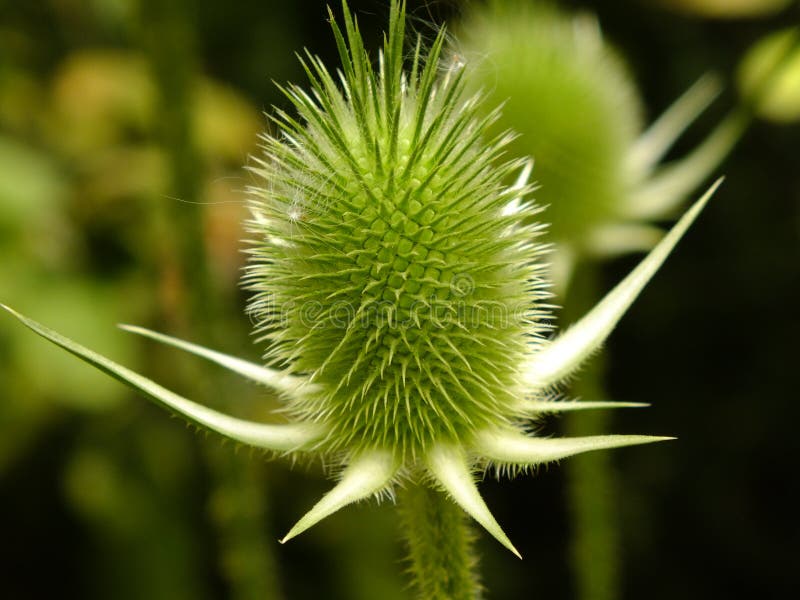 Furry Flower with Purple Tips Stock Image - Image of summer, brown ...