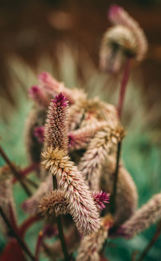 Furry Flower with Purple Tips Stock Image - Image of summer, brown ...