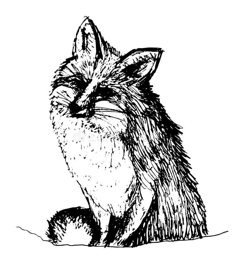 Furry Fox Sketch Hand-drawn Illustration Stock Vector - Illustration of ...