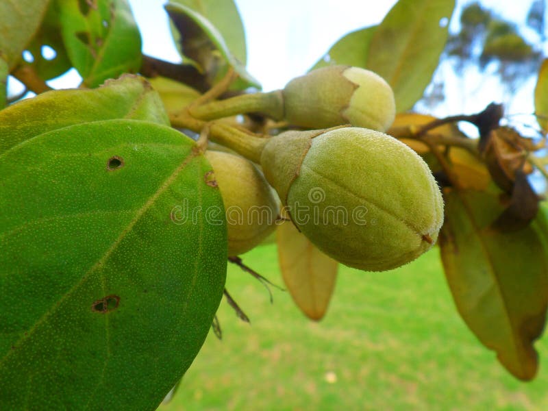 Furry Fruit Picture. Image: 87380603