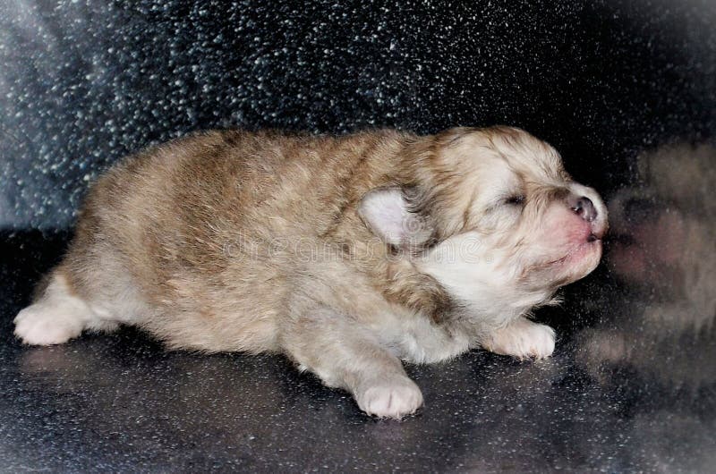 A Furry German Spitz Puppy Crying Stock Photo - Image of nose, hound ...