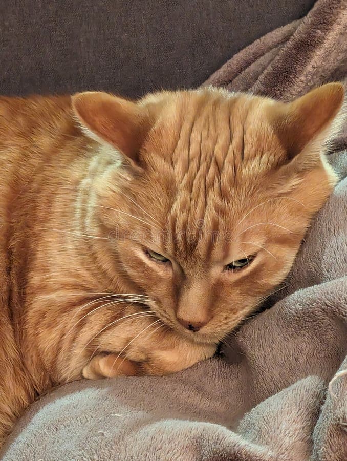 A Furry Ginger Cat with Beautiful Green Eyes Stock Photo - Image of ...