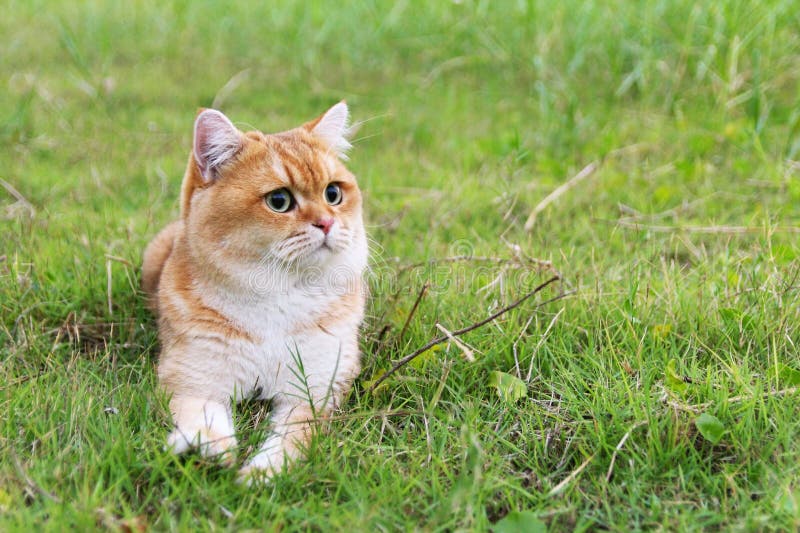 Furry Ginger Cat Lying on Green Grass. Photo Stock Image - Image of ...