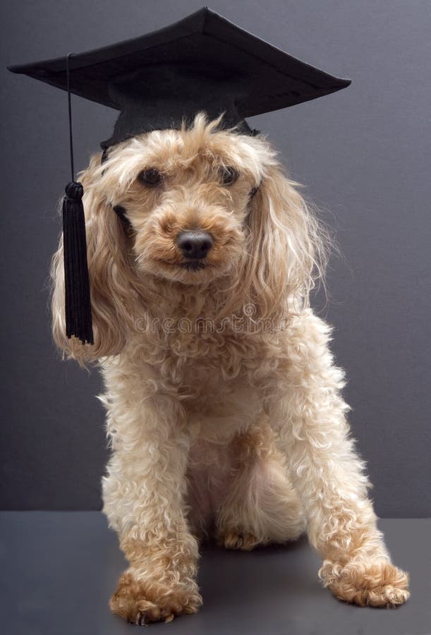 Furry Graduate stock photo. Image of education, student - 21763012