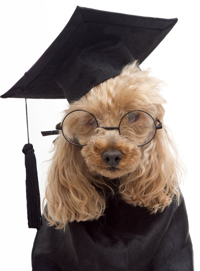 Garduate dog stock photo. Image of graduated, placard - 33649974