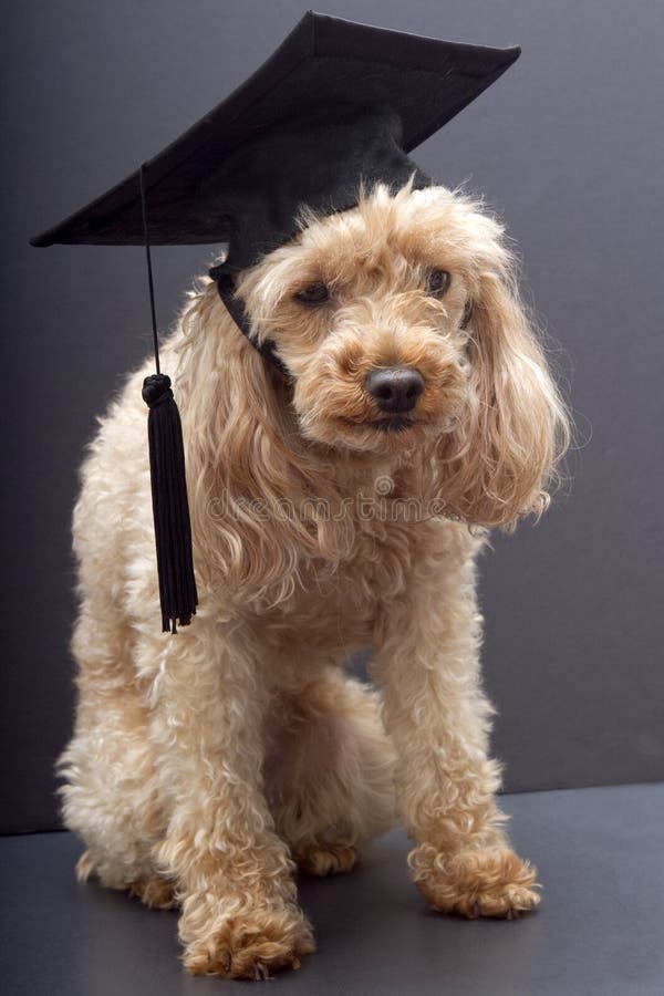 Furry Graduate stock photo. Image of animal, poodle, success - 26004738