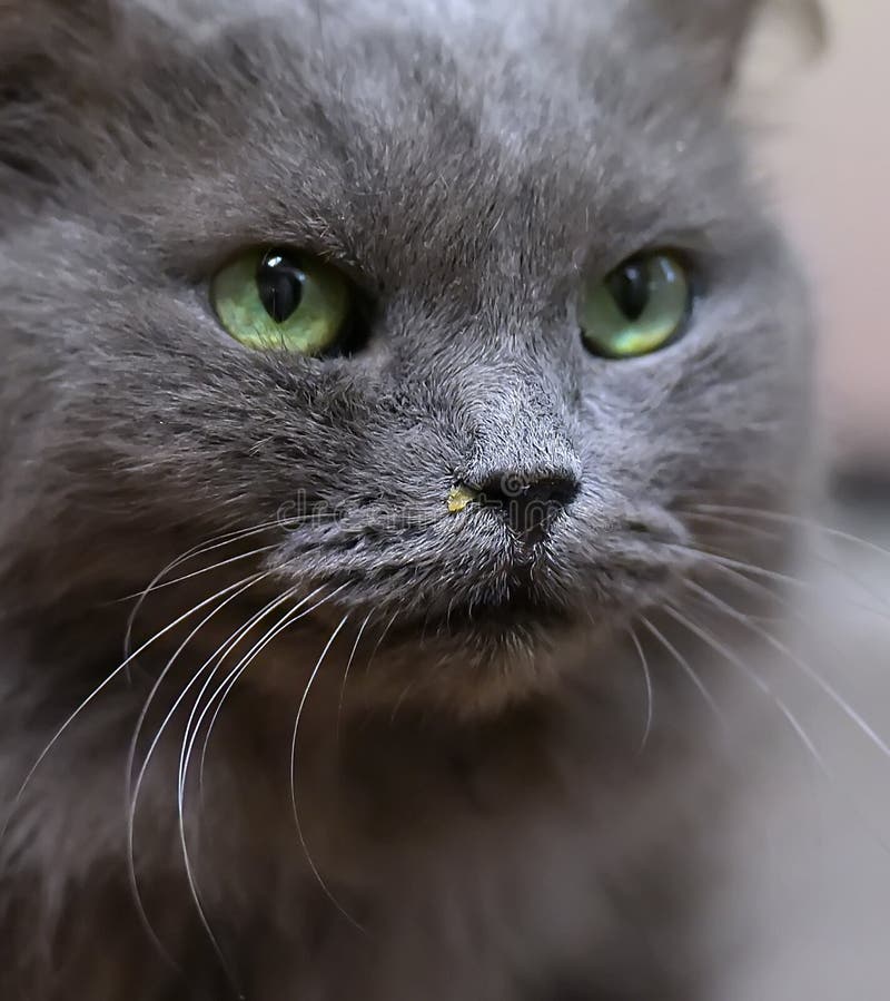 Furry gray cat nibelung stock photo. Image of kitten - 120257282