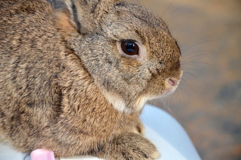 Furry gray rabbit stock image. Image of face, hairy, easter - 51729679