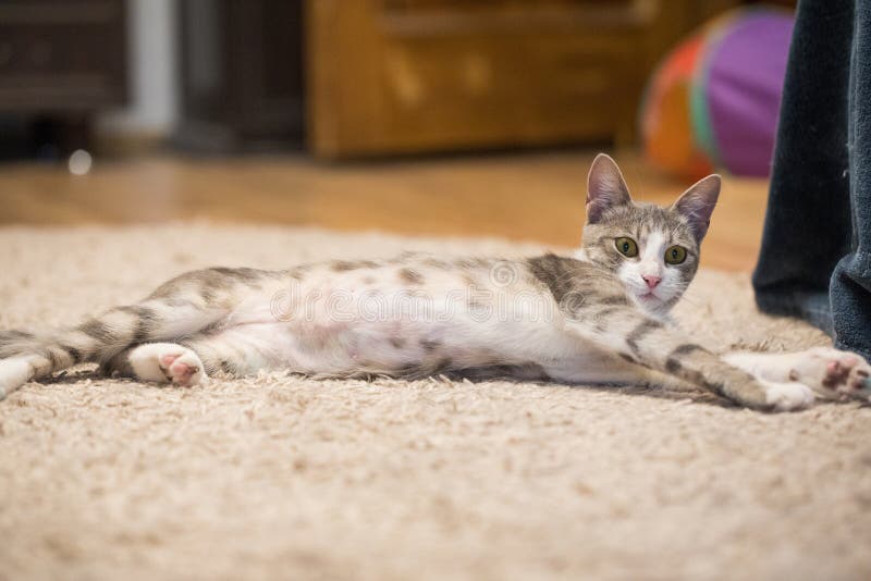 Furry Gray Tabby Cat with Yellow Eyes Relaxing Peacefully Stock Photo ...