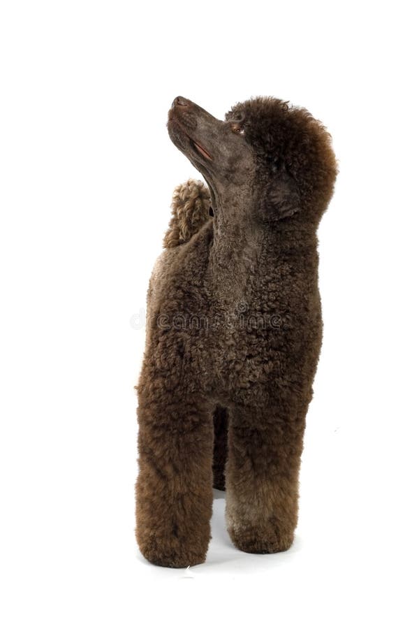 Luddig hund fotografering för bildbyråer. Bild av husdjur - 2866119