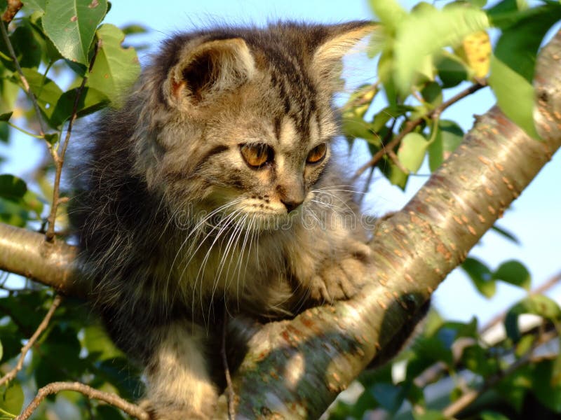 Furry kitten in Tree stock image. Image of mammal, treetop - 1048565