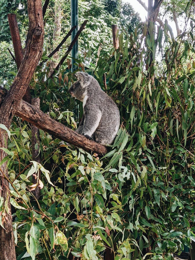 Furry Koala in Its Natural Habitat Stock Photo - Image of arboreal ...